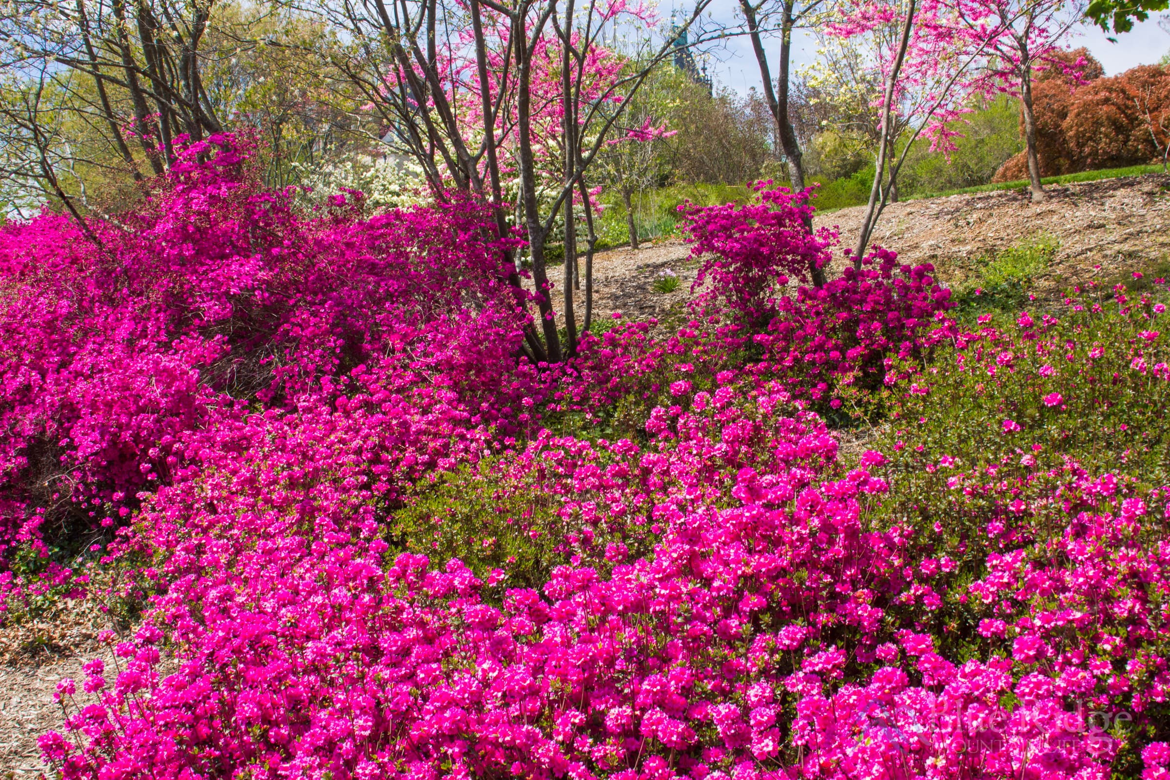 Biltmore Blooms - Spring at Biltmore