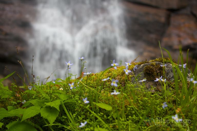 Spring in the Blue Ridge Mountains