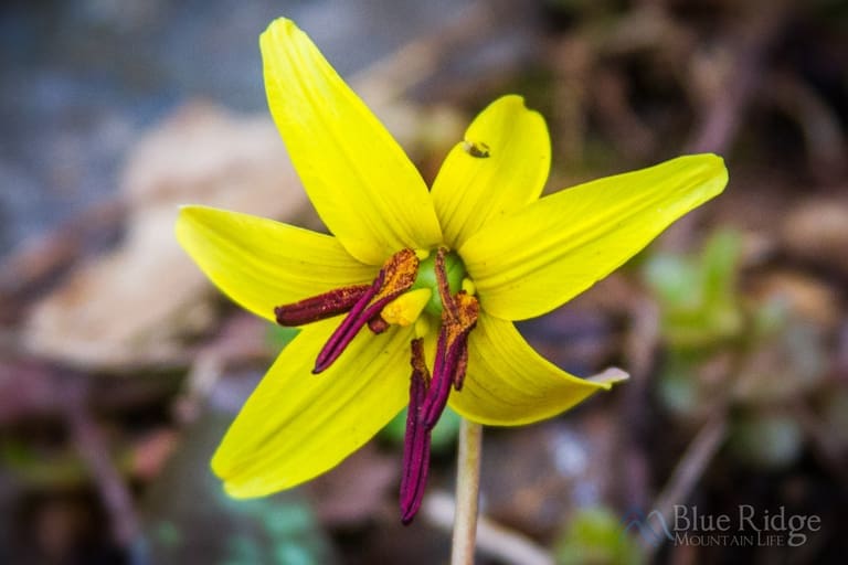 Spring in the Blue Ridge Mountains