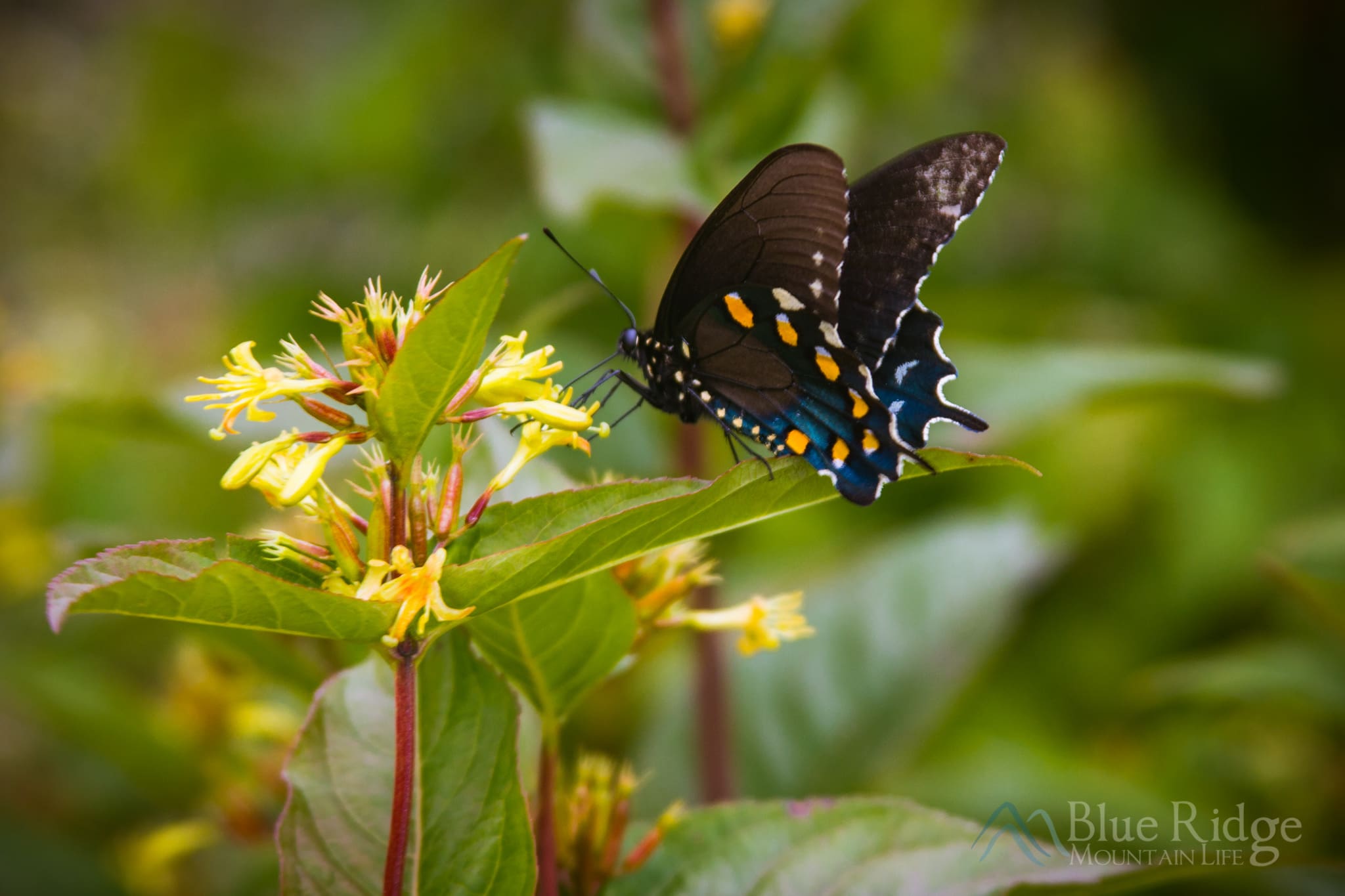 Top Spots for Gorgeous Spring Blooms