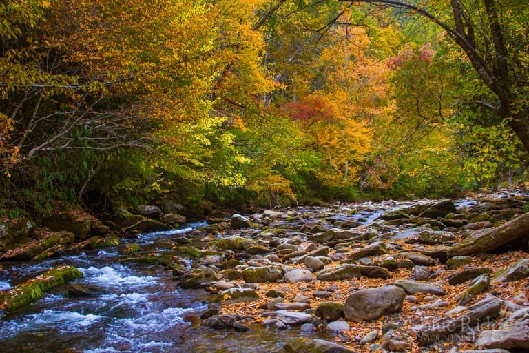 Fall Color and Foliage Guide for 2025