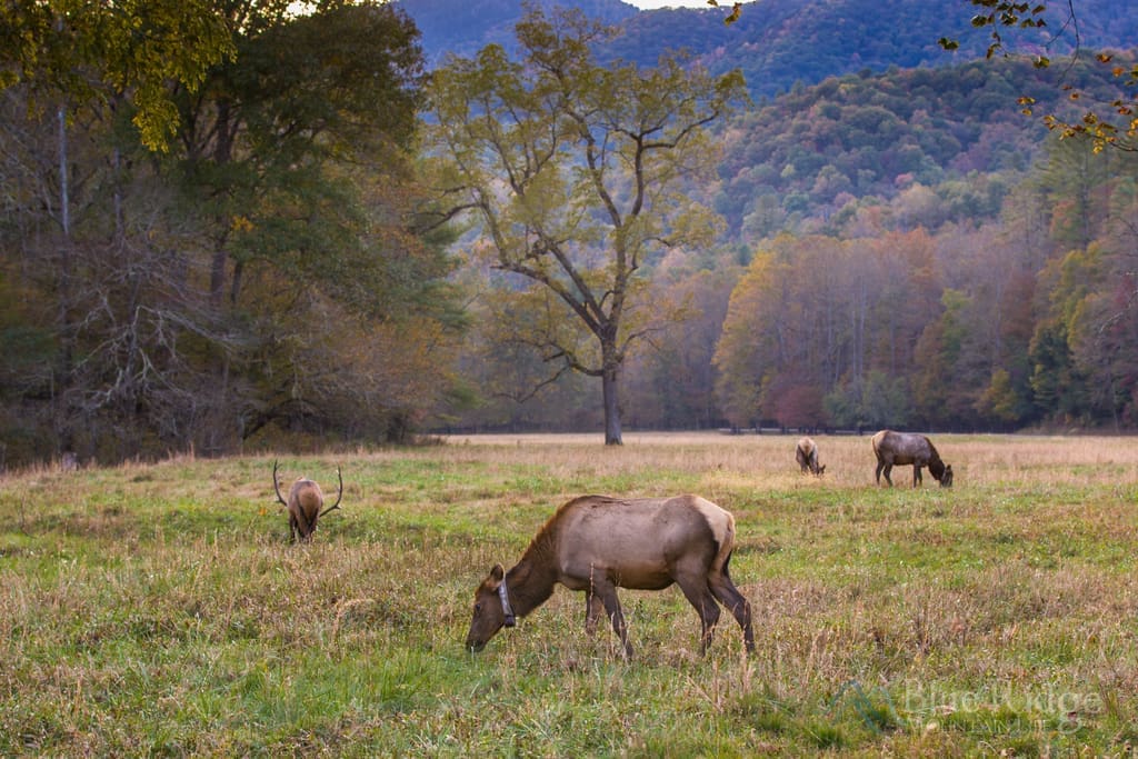A Guide to the Blue Ridge Mountains