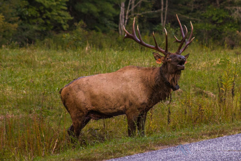 Elk in the Great Smoky Mountains National Park