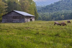 Cataloochee Valley Guide – Explore the History and Beauty