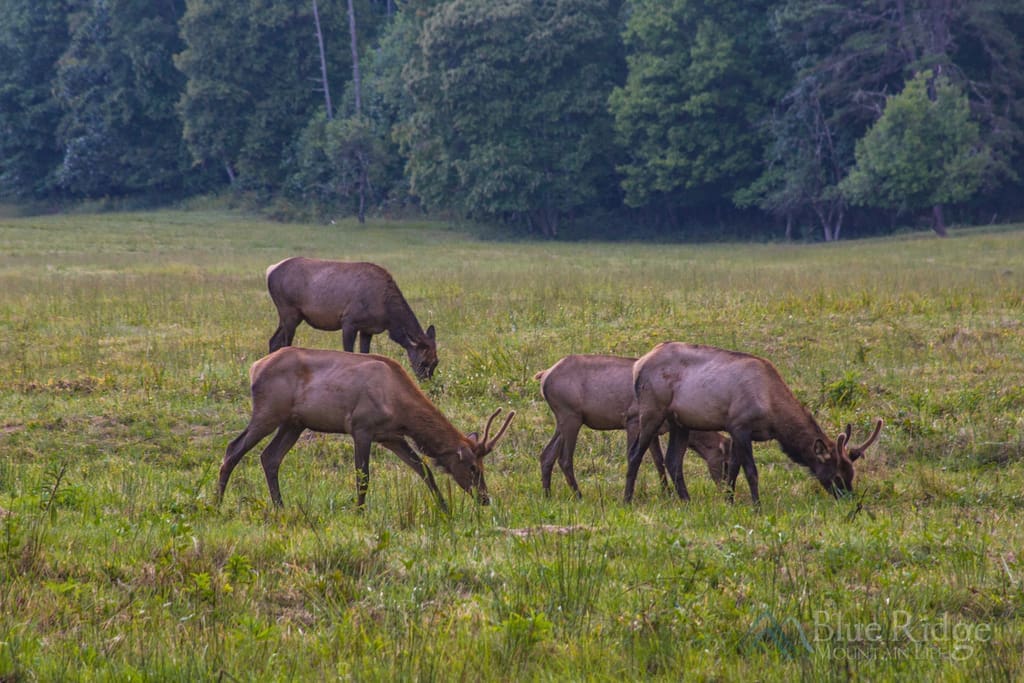 Elk in the Great Smoky Mountains National Park