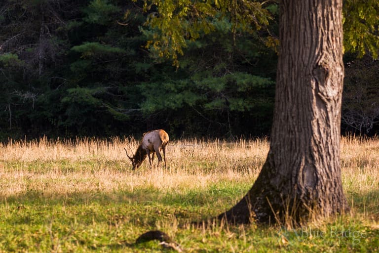 Elk in the Great Smoky Mountains National Park
