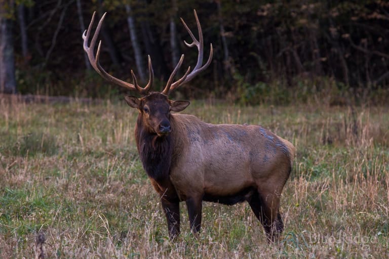 Elk in the Great Smoky Mountains National Park