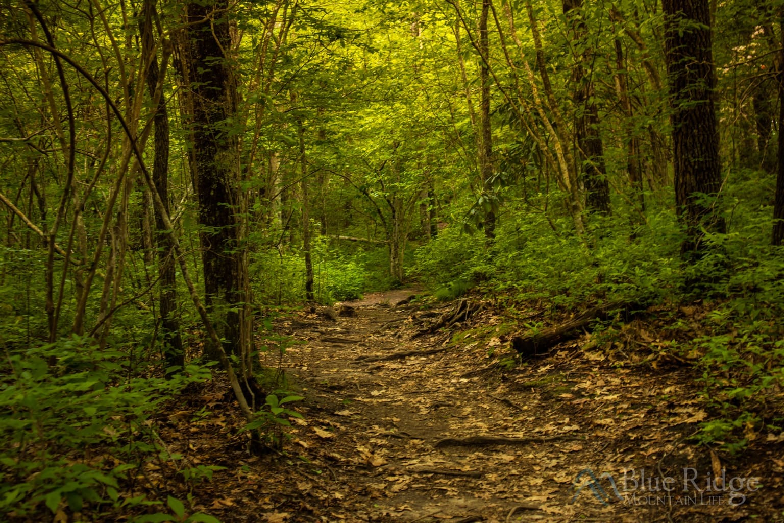Schoolhouse Falls NC – Panthertown Valley