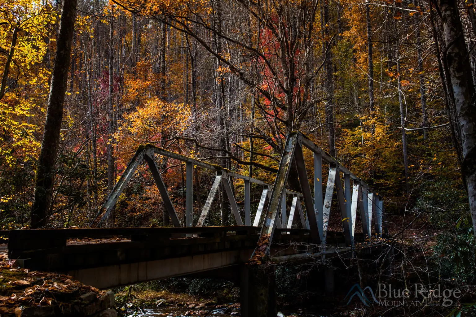 Fall Color and Foliage Guide for 2025