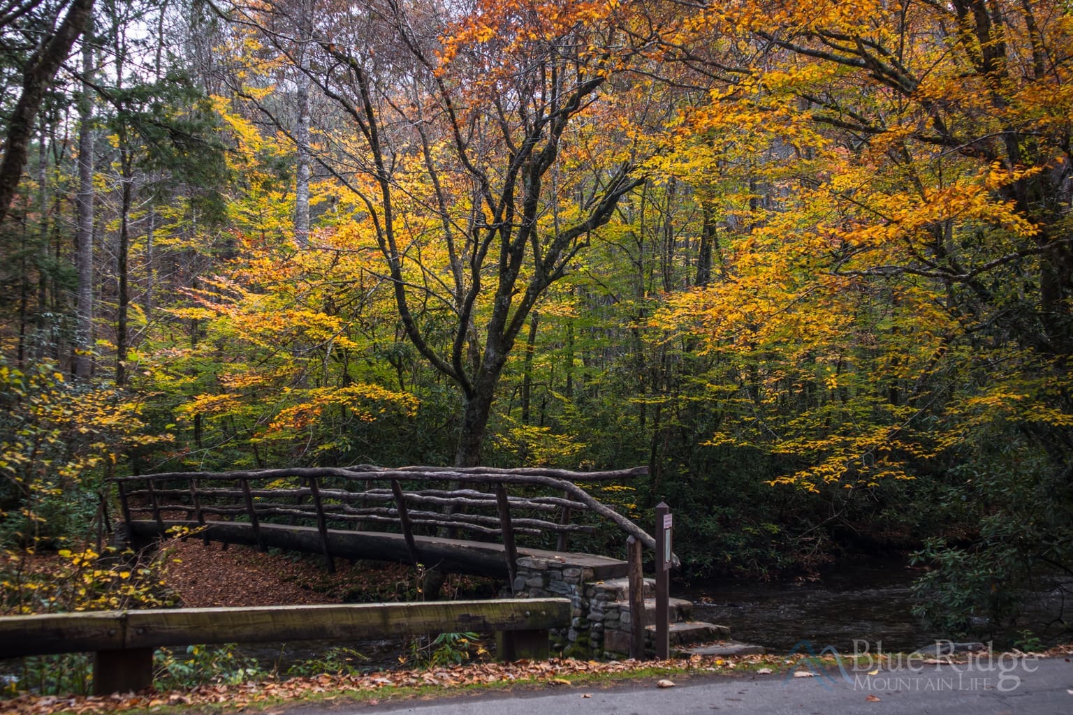 Fall Color Guide for the Smoky Mountains