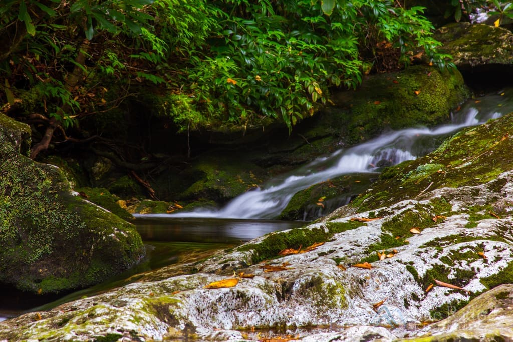 Lower Bubbling Spring Branch Falls