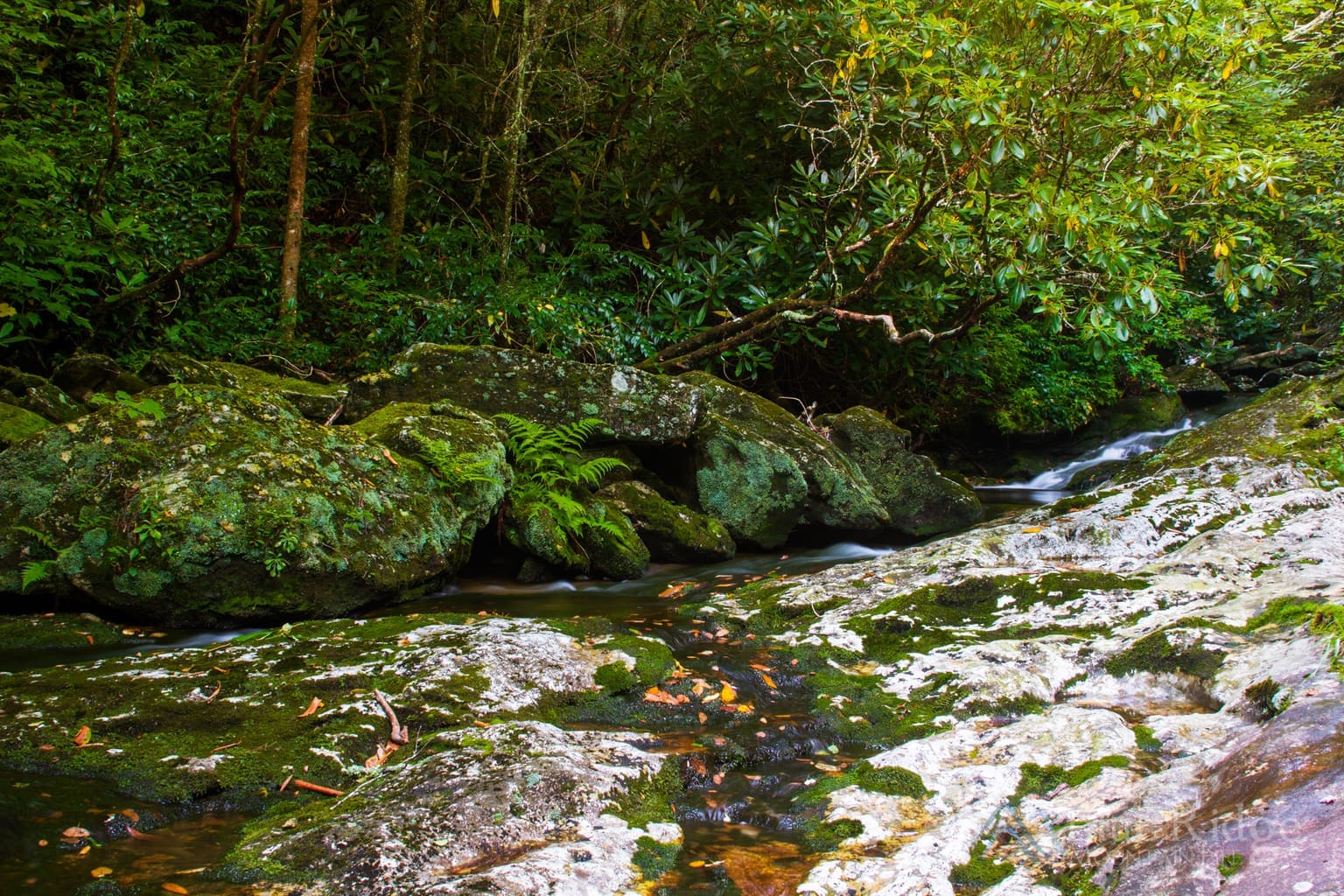 Lower Bubbling Spring Branch Falls