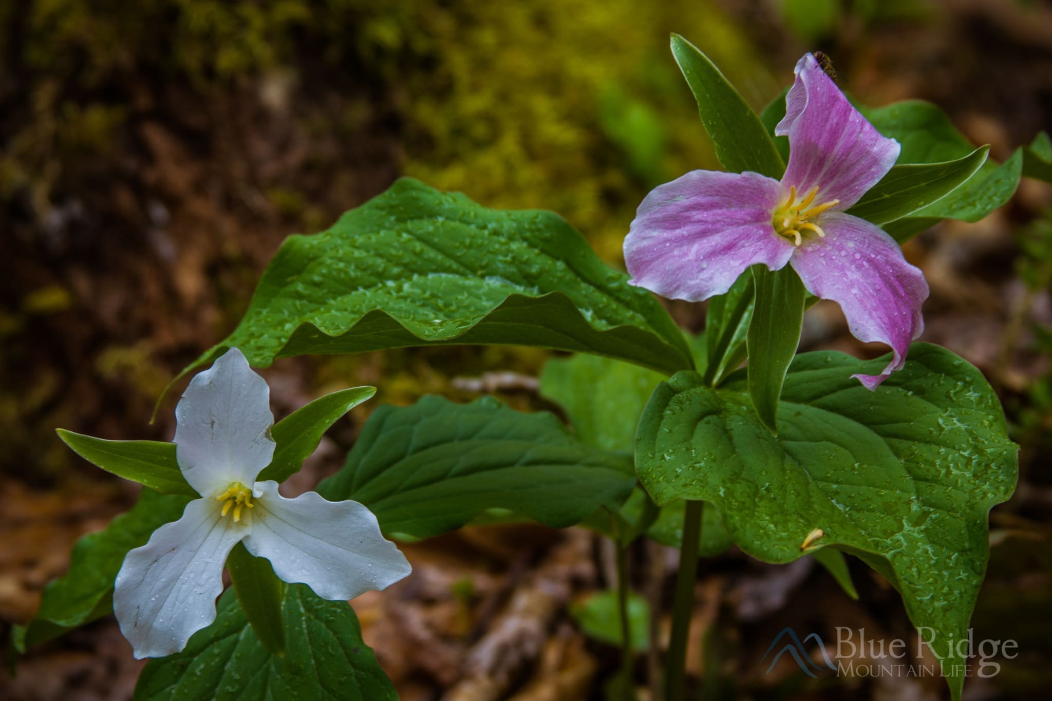 22 Absolutely Beautiful Places for Spring Blooms in the Blue Ridge ...