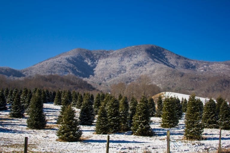 4 Best Christmas Tree Farms near Asheville NC
