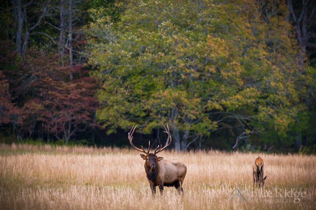 50 Epic Things To Do in the Blue Ridge Mountains