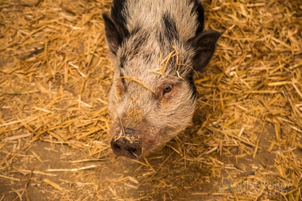 Winchester Creek Farm – Waynesville NC