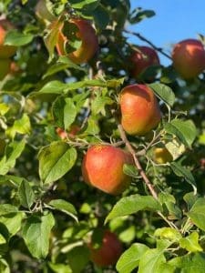 Top 12 Apple Orchards in the Blue Ridge Mountains