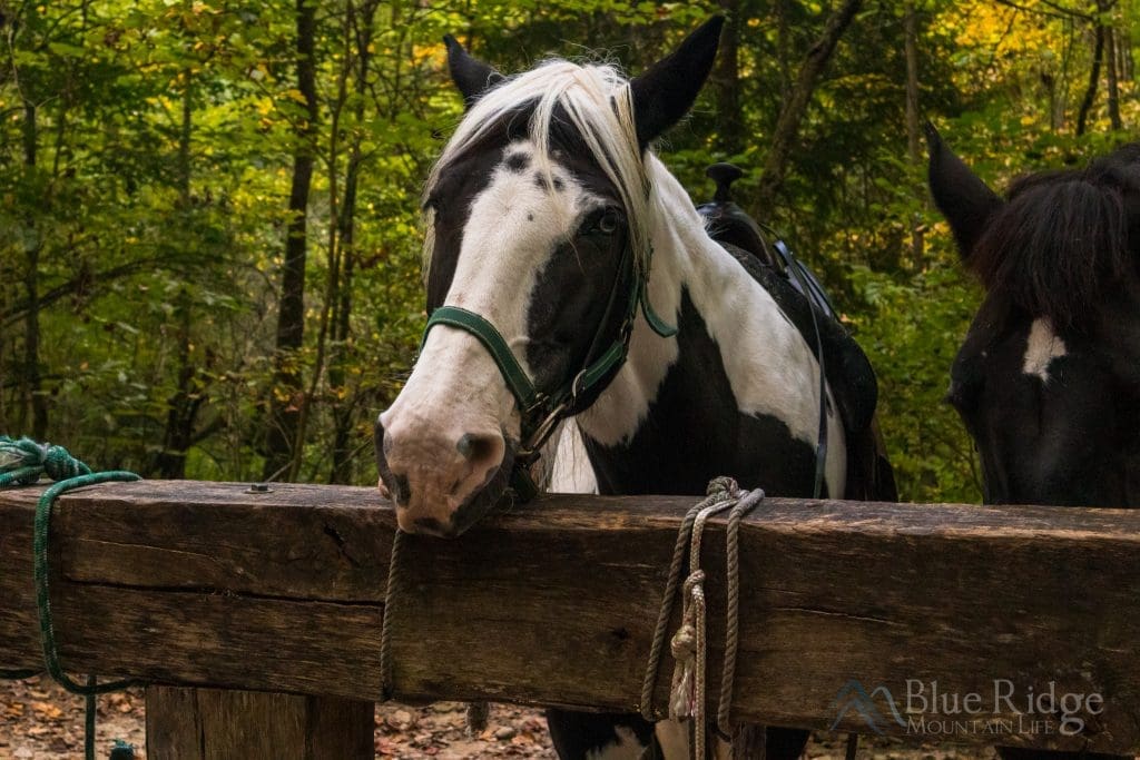 Horseback Riding at Smokemont Riding Stables