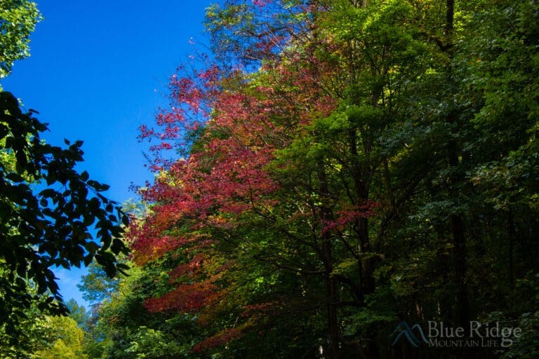Fall Foliage 2022 Forecast and Guide - Blue Ridge Mountain Life