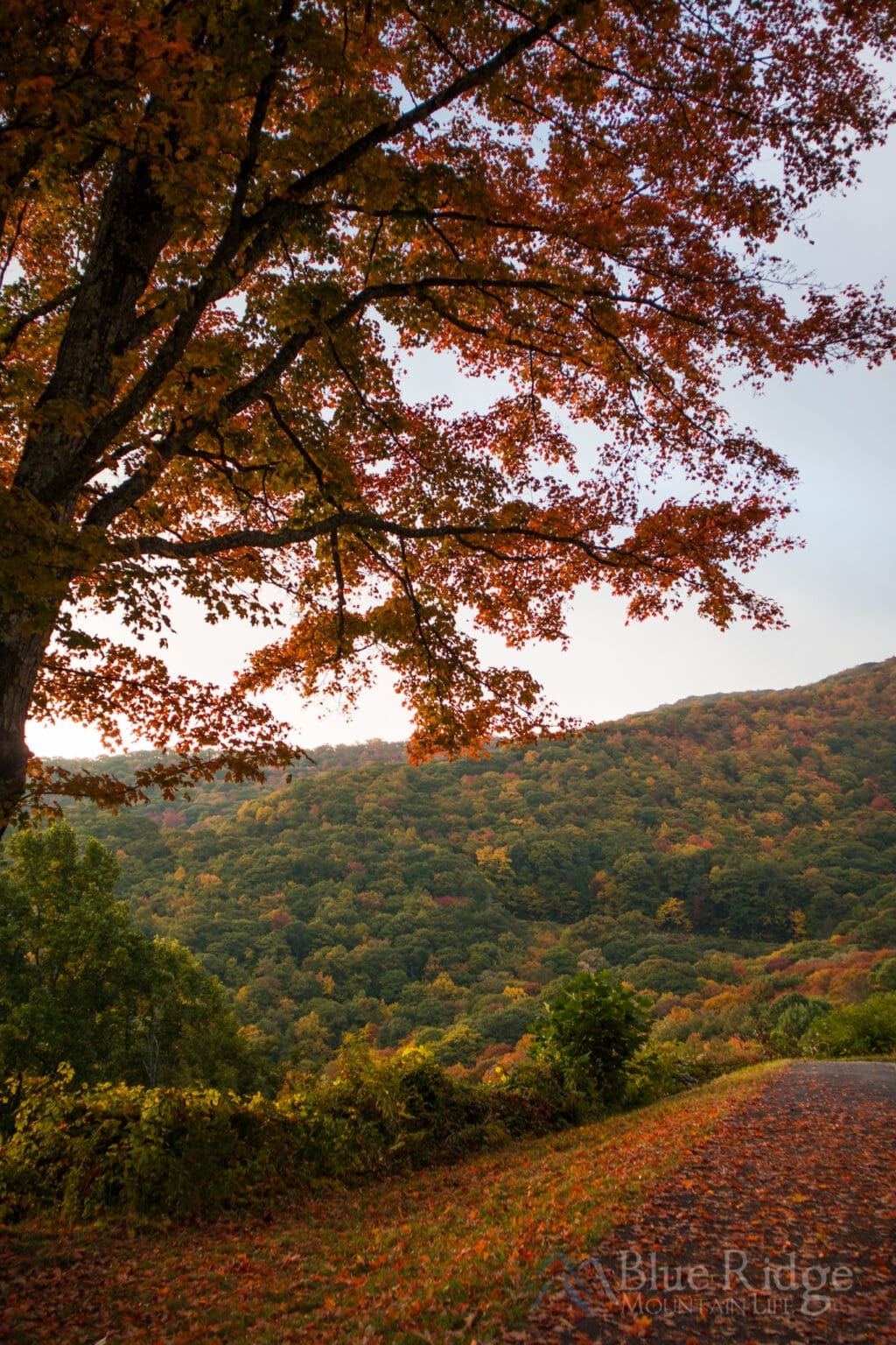 Fall Foliage 2022 Forecast and Guide - Blue Ridge Mountain Life