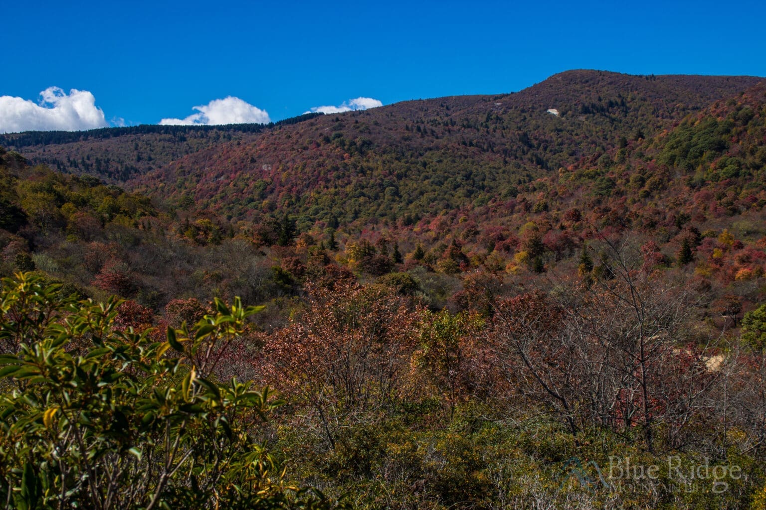 Fall Foliage 2022 Forecast and Guide - Blue Ridge Mountain Life