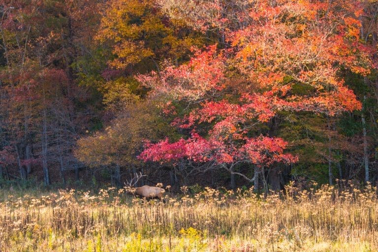Cataloochee Valley Guide – Explore the History and Beauty
