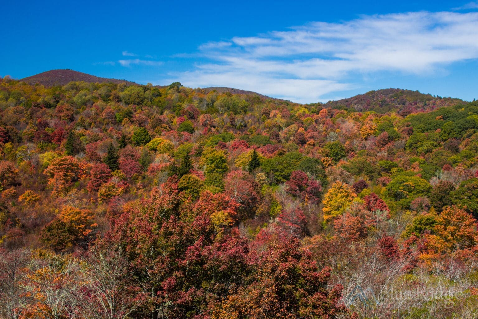 Fall Foliage 2022 Forecast and Guide - Blue Ridge Mountain Life