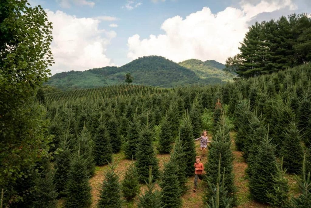 4 Best Christmas Tree Farms near Asheville NC
