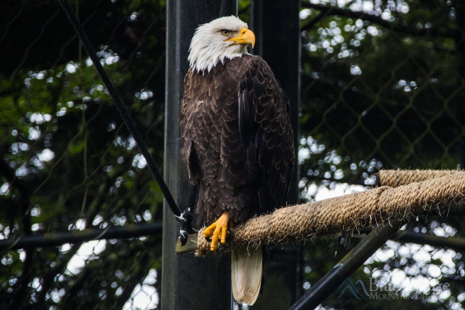 21 Unforgettable Things to Do in Banner Elk NC