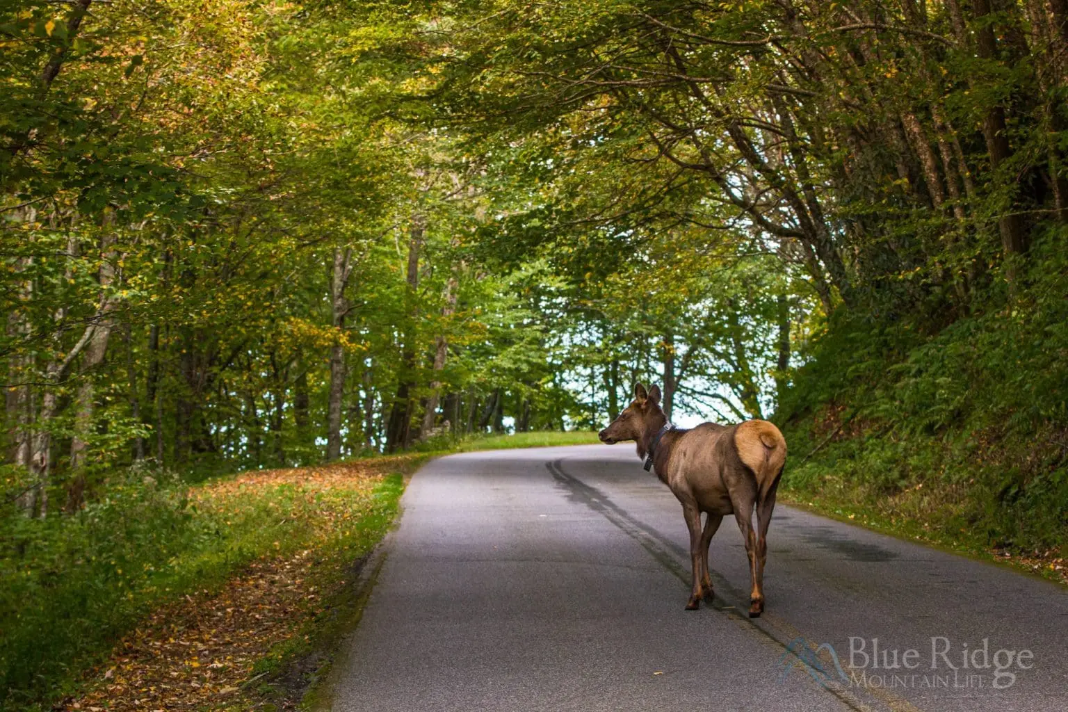 10 Best Blue Ridge Mountain Drives