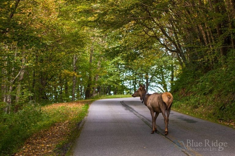 10 Best Blue Ridge Mountain Drives