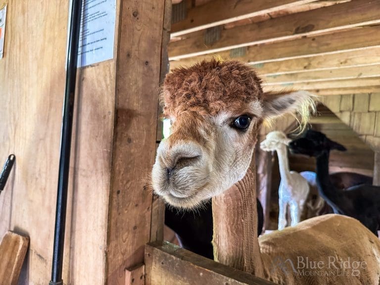 21 Unforgettable Things to Do in Banner Elk NC