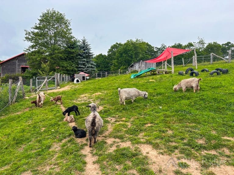 21 Unforgettable Things to Do in Banner Elk NC