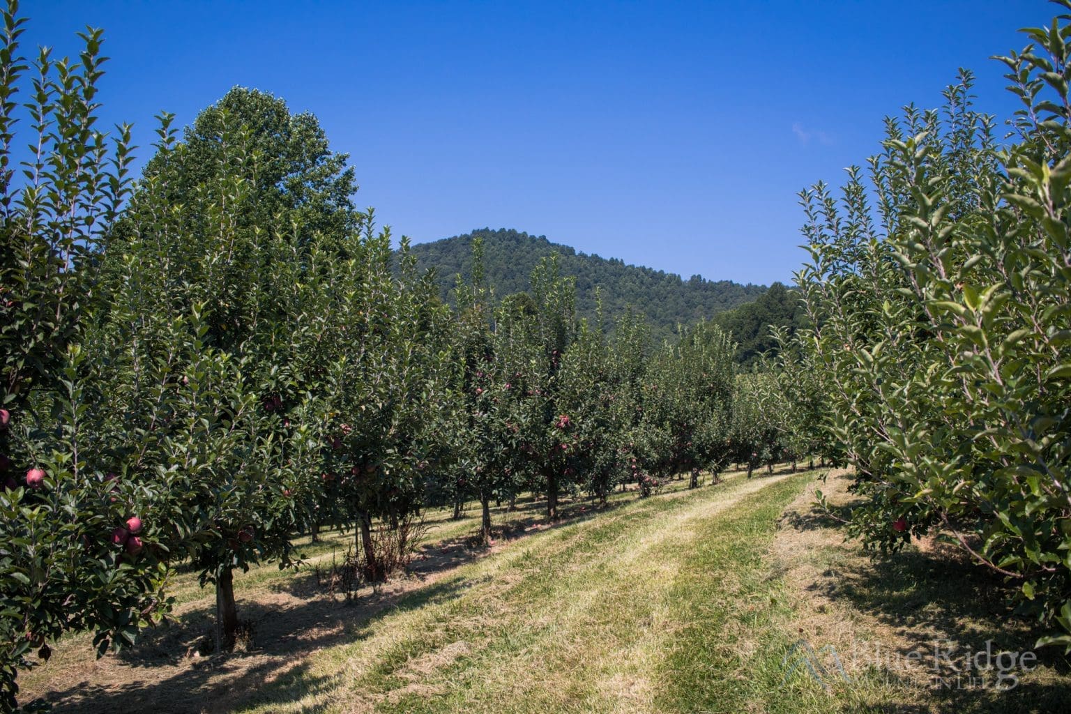 11 Best Apple Orchards in the North Carolina Mountains
