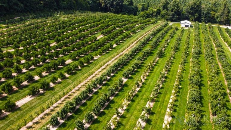 11 Best Apple Orchards in the North Carolina Mountains