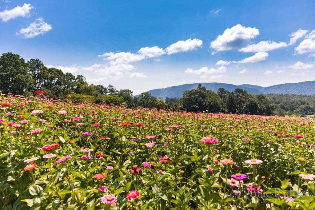 Spring in the Blue Ridge Mountains