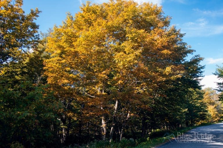 Fall Colors and Foliage Guide 2023 - Blue Ridge Mountain Life