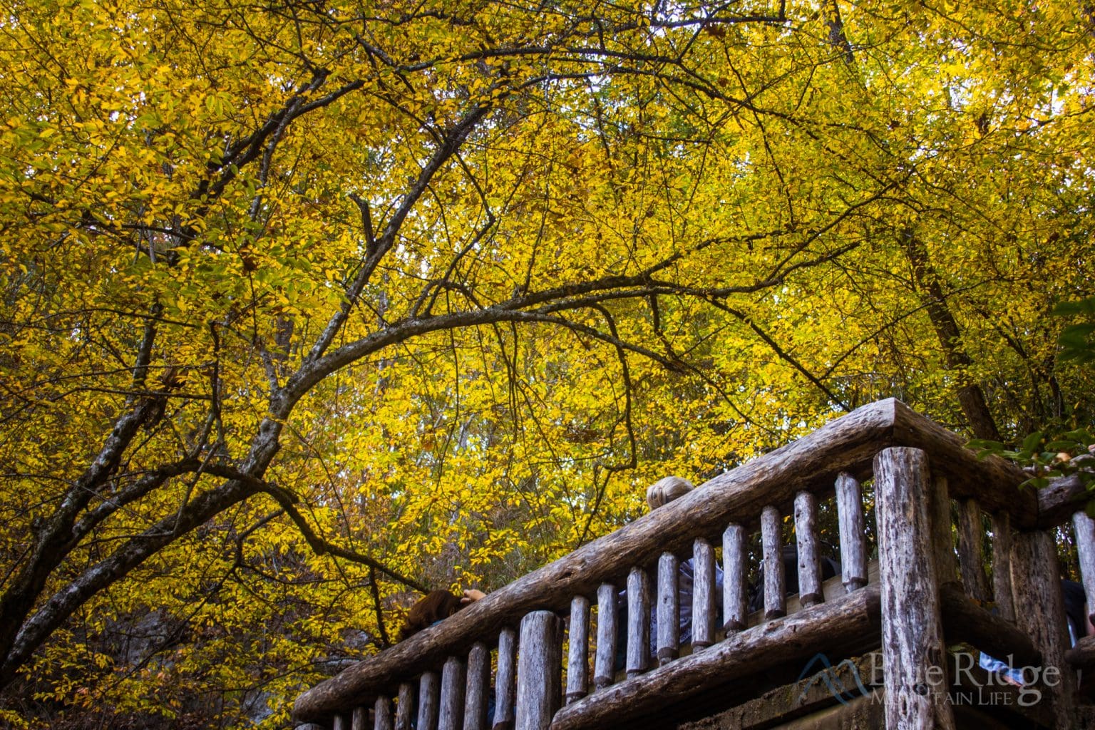 Fall Color in the Smoky Mountains - A 2024 Guide