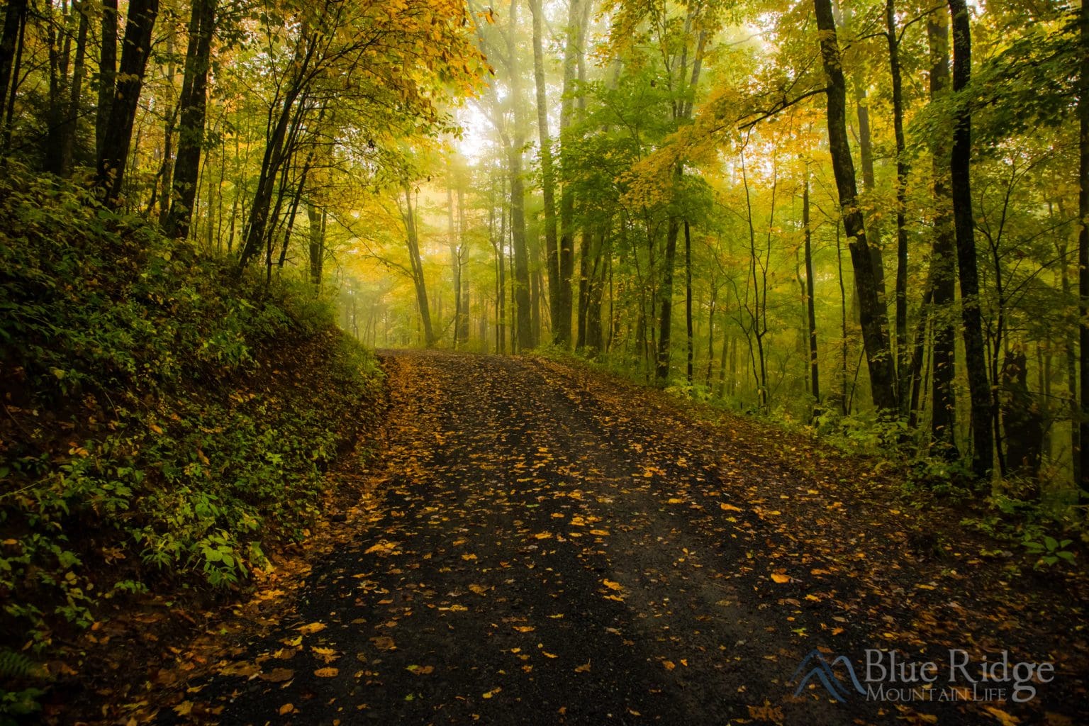 Fall Color Guide for the Smoky Mountains