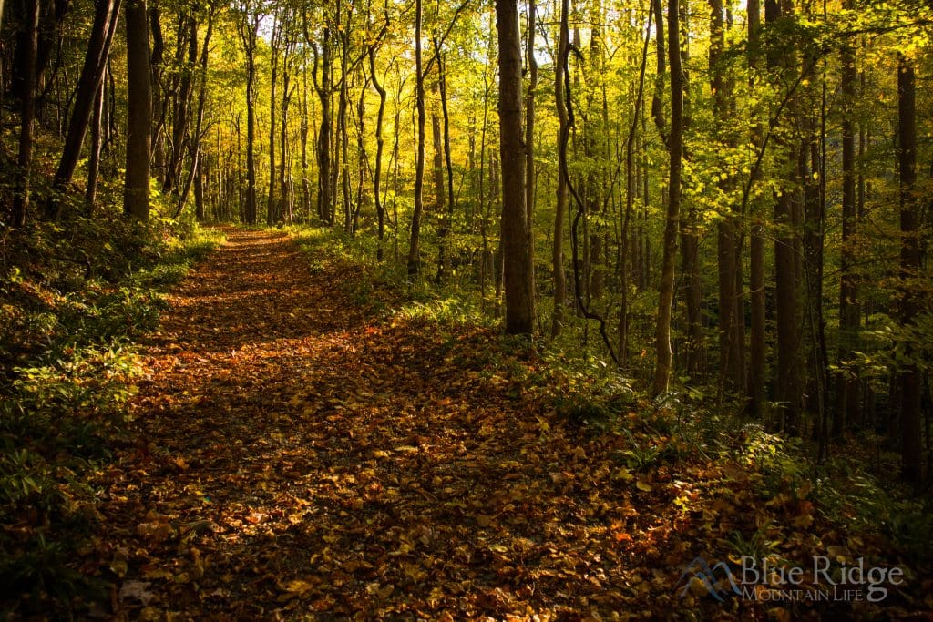 Fall Color Guide for the Smoky Mountains