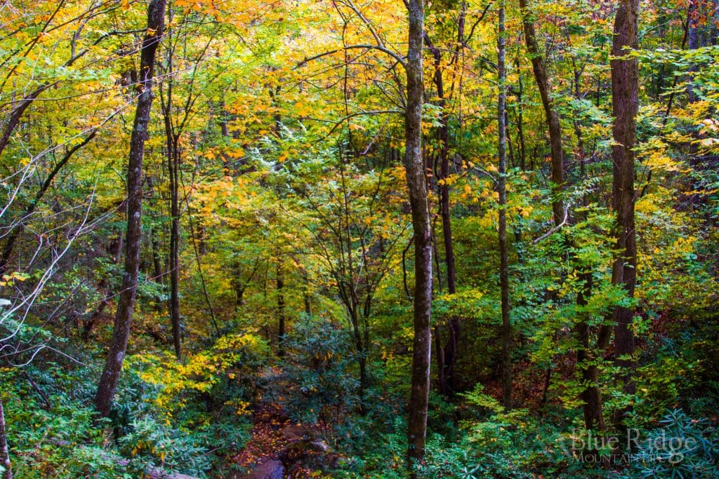Deep Creek Loop Trail - Great Smoky Mountains National Park