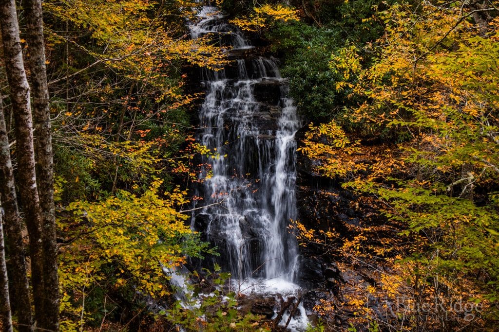 Fall Color and Foliage Guide 2024