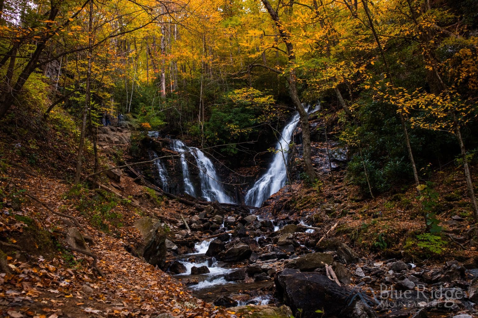 Fall Color and Foliage Guide 2024