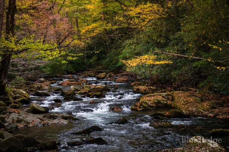 Fall Color and Foliage Guide for 2025