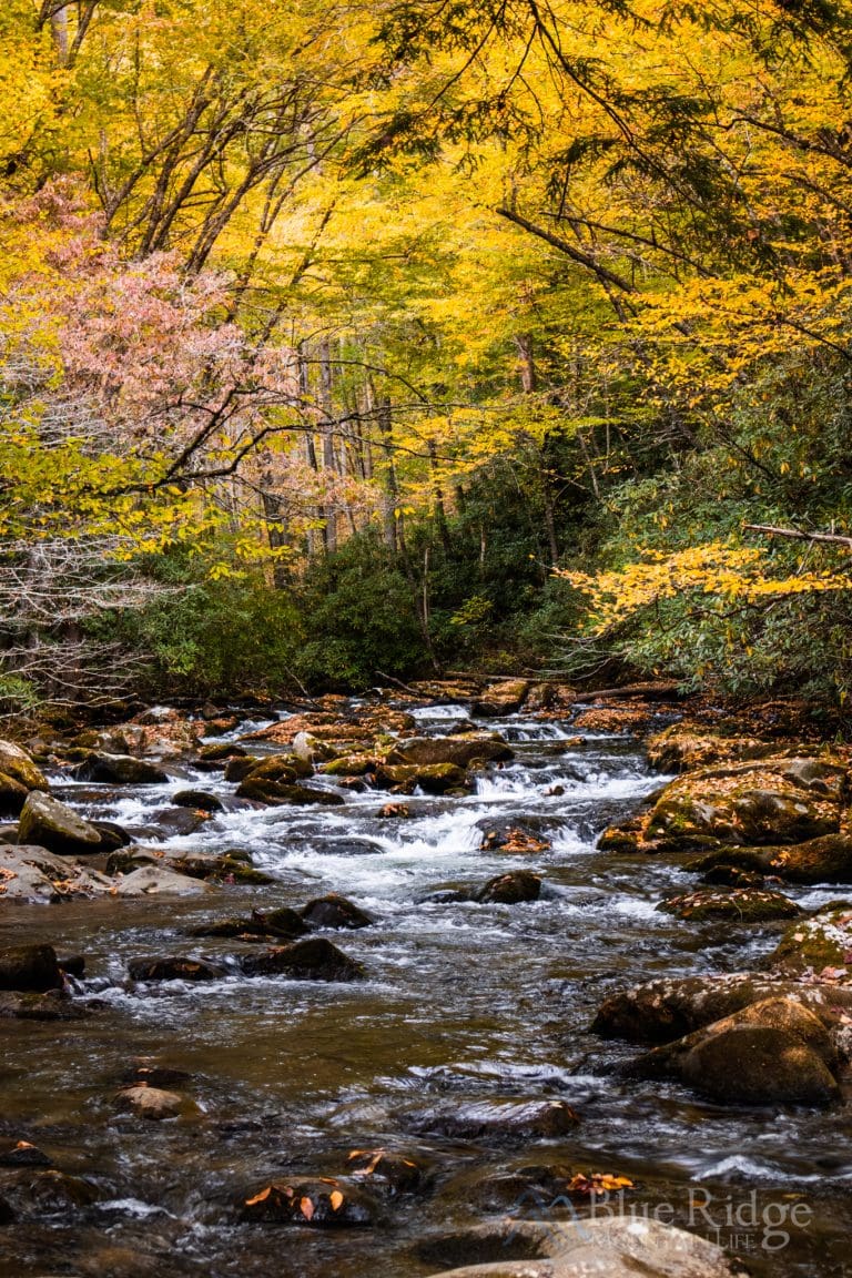 Fall Color and Foliage Guide for 2025
