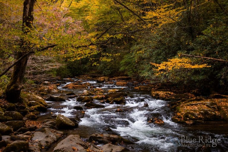 Fall Color and Foliage Guide for 2025