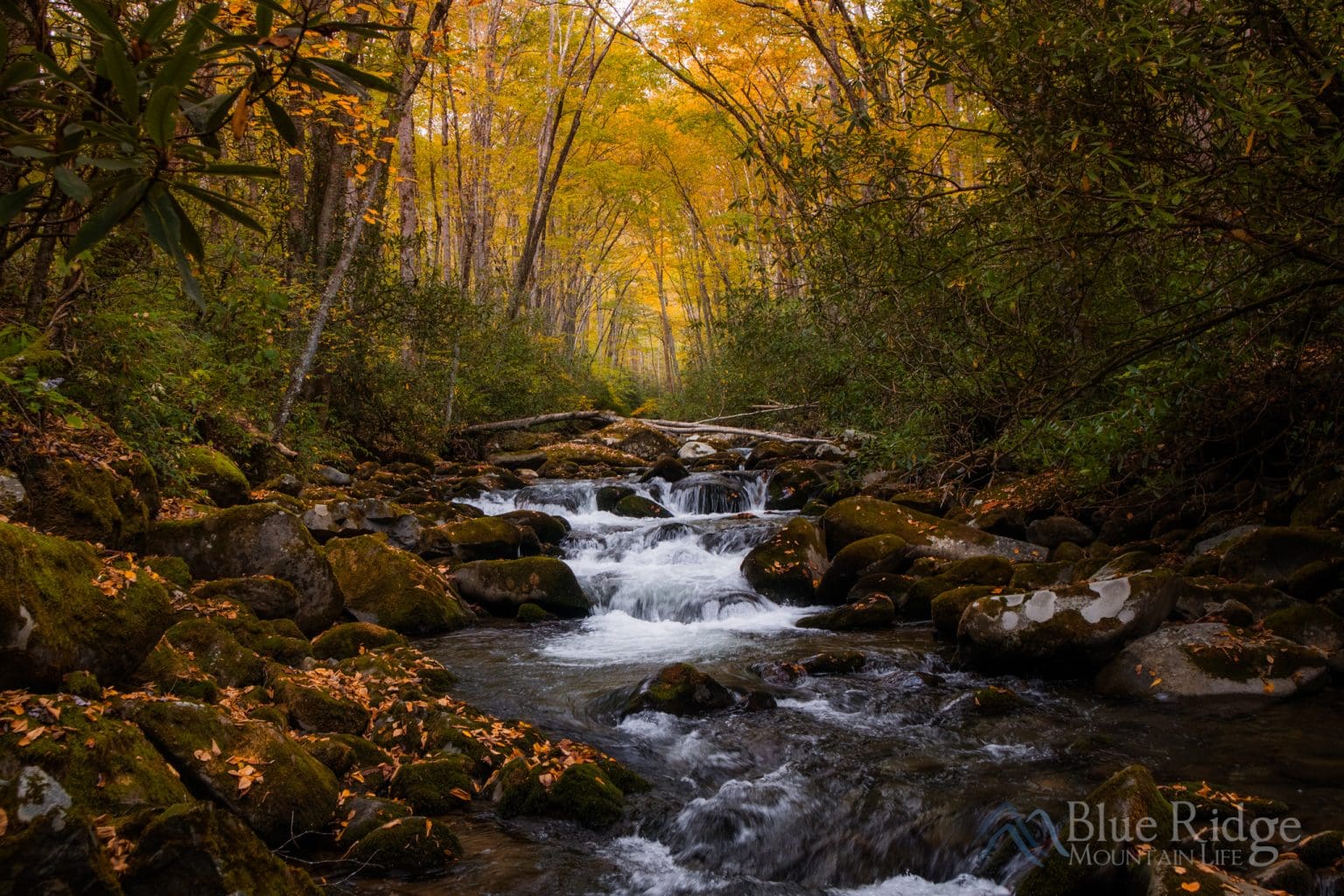 Fall Color Guide for the Smoky Mountains