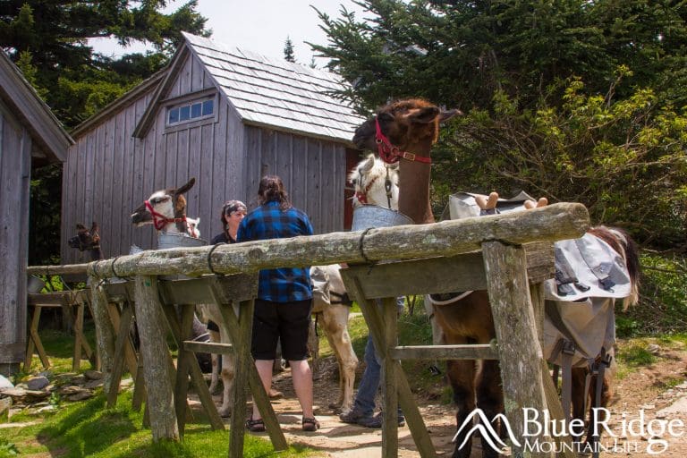 Mount LeConte via Alum Cave Trail