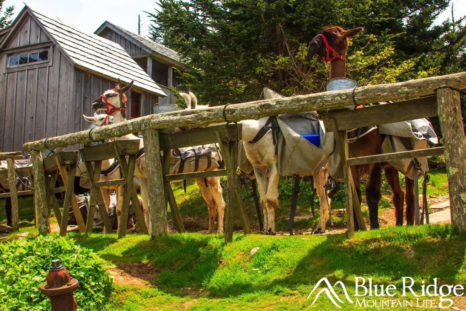 Mount LeConte via Alum Cave Trail