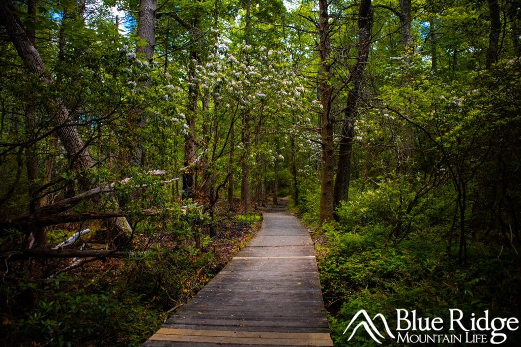 22 Absolutely Beautiful Places for Spring Blooms in the Blue Ridge ...